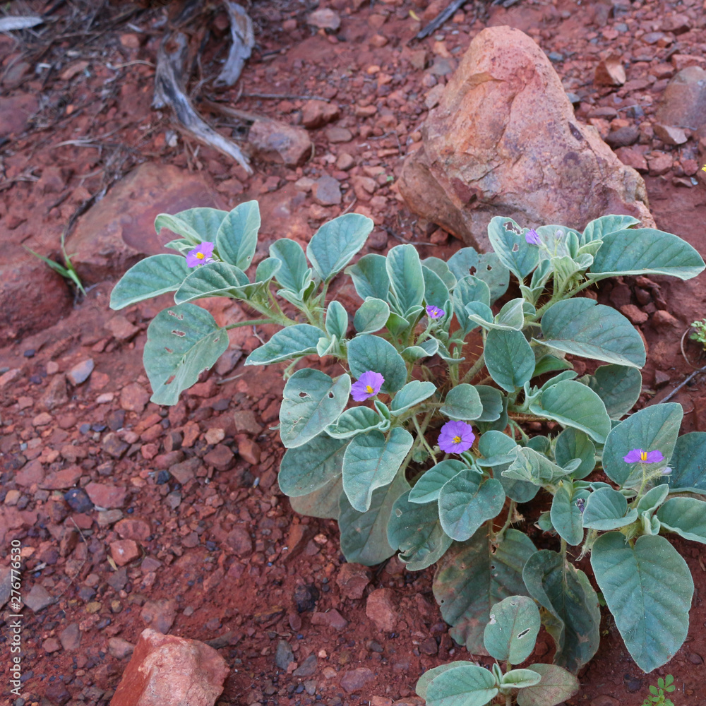 Australian desert raisin (Solanum centrale) or so called bush tomatoes ...
