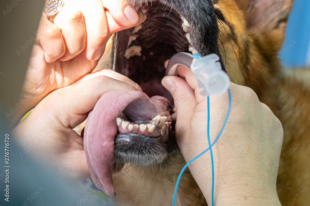 Endotracheal intubation in an anesthetic dog Stock Photo | Adobe Stock