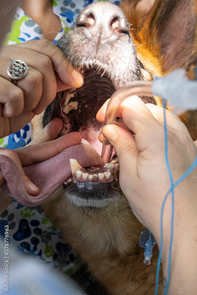 Endotracheal intubation in an anesthetic dog Stock Photo | Adobe Stock