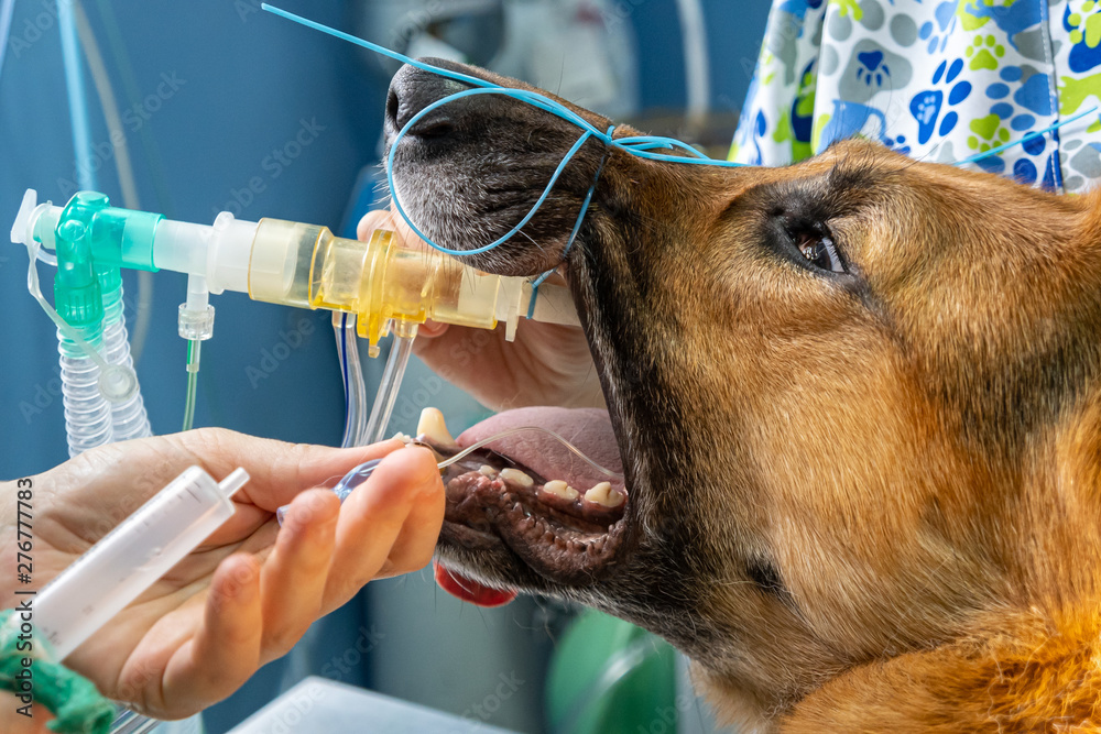 Endotracheal intubation in an anesthetic dog Stock-Foto | Adobe Stock