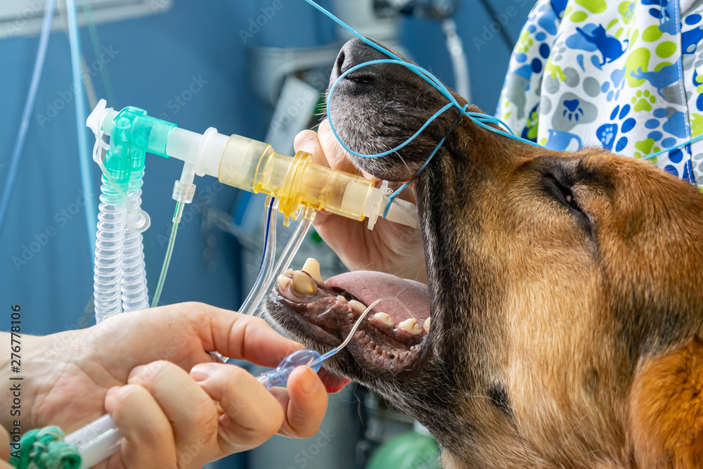 Foto Stock Endotracheal intubation in an anesthetic dog | Adobe Stock