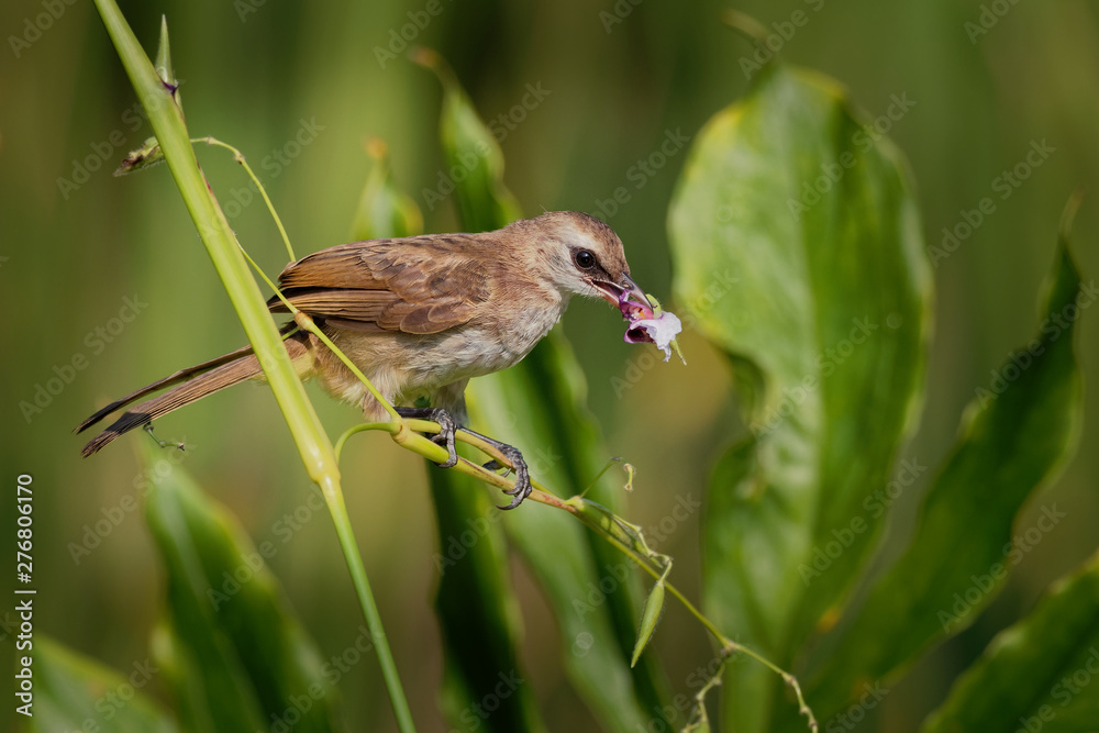 Yellow-vented Bulbul - Pycnonotus goiavier or eastern yellow-vented ...