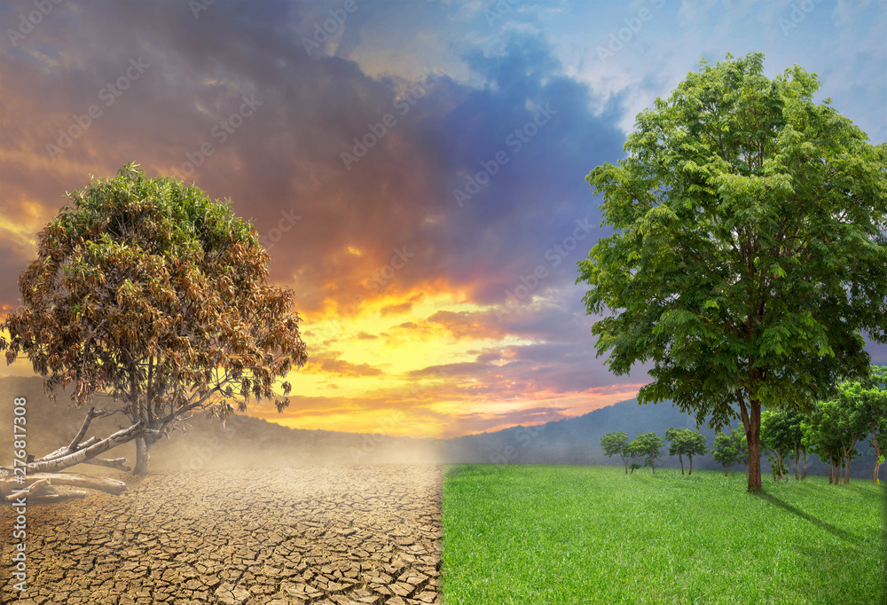 Dead and alive tree in a split of crack wasted land and green meodow ...