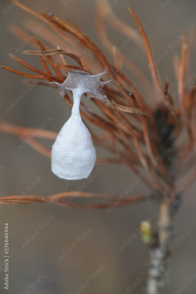 Stockfoto White spider egg sac or cocoon of Agroeca brunnea, a species ...