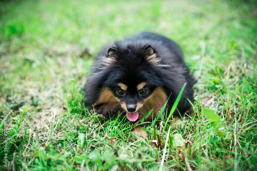 German Spitz in the grass Stock Photo | Adobe Stock