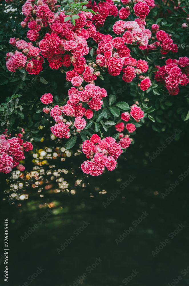 Lush rose bush with roses in the garden. Violent color of flowers on ...