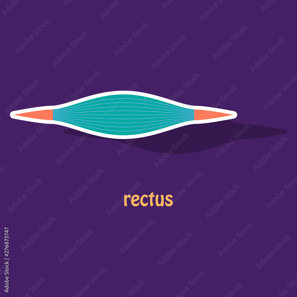 Sticker Rectus - didactic board of anatomy of muscular system Stock ...