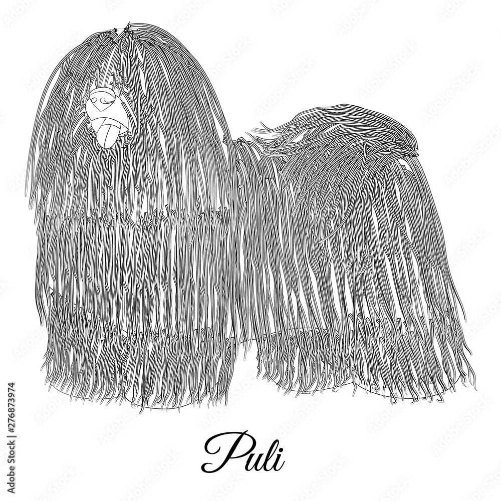Puli dog cartoon outline. Vector coloring Stock Vector | Adobe Stock
