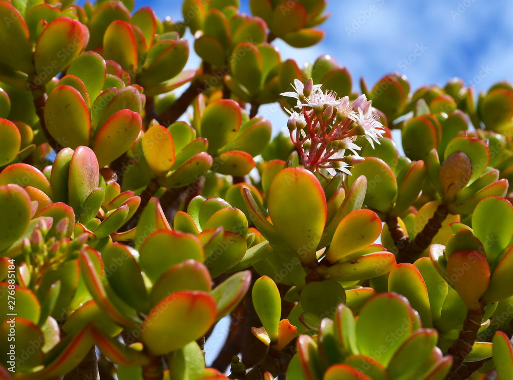 Crassula ovata commonly known as Jade plant or Money tree succulent on ...