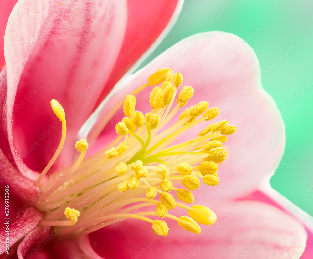 Anther Of A Flower