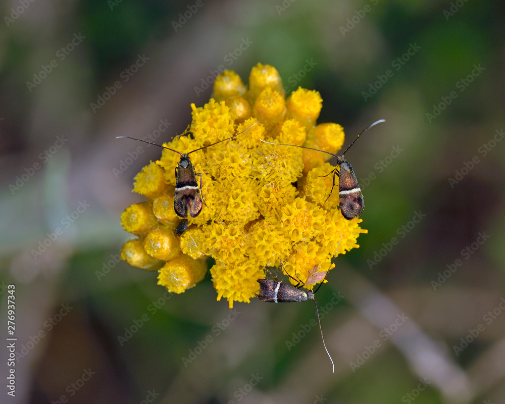 Adela paludicolella is a moth of the Adelidae family, Crete Stock Photo ...