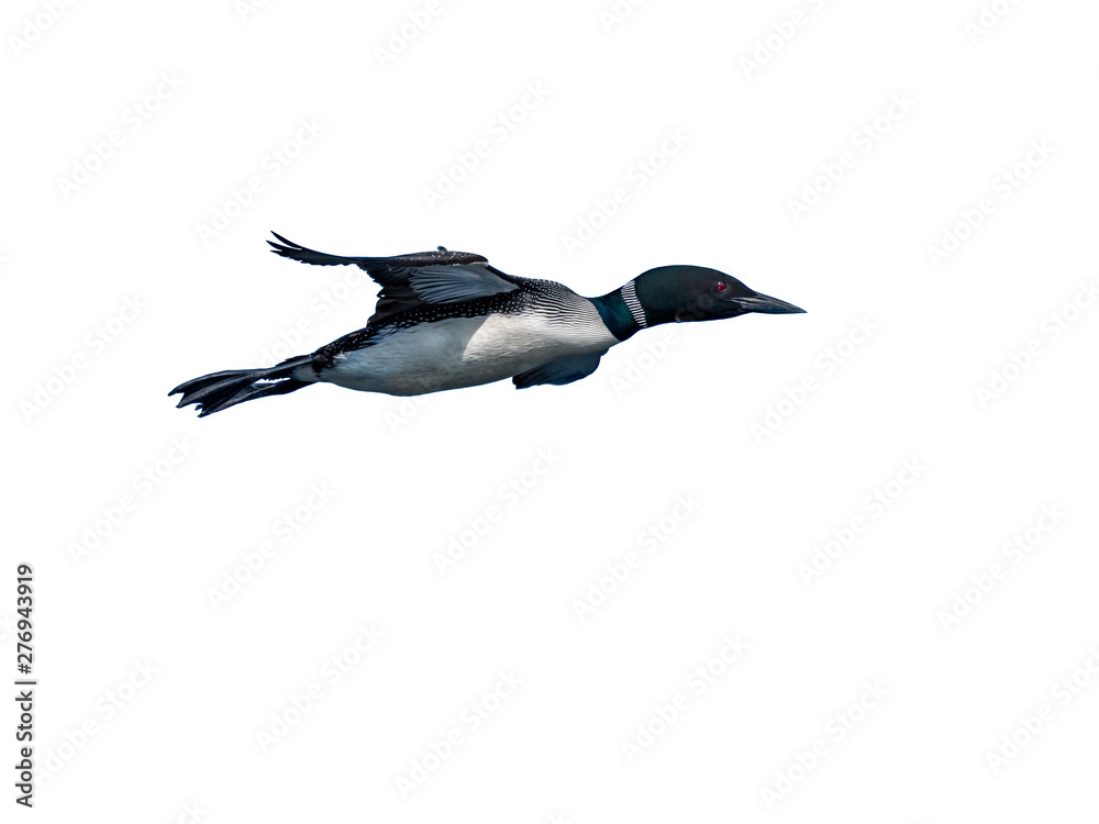 Common Loon Flying