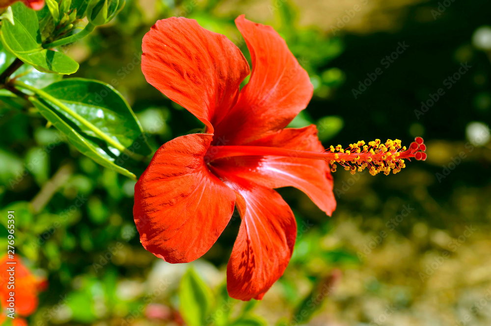 Hibiscus rosa-sinensis red flower Stock Photo | Adobe Stock