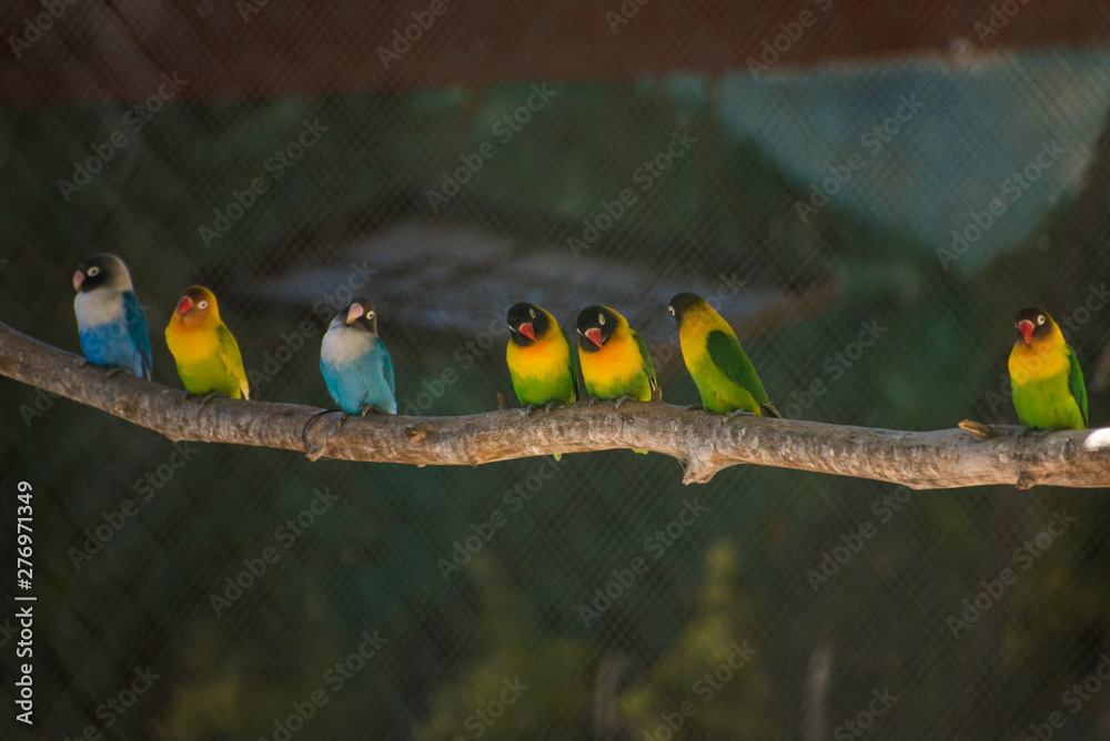 beautiful photo of a group of agapornis parrots standing aligned on a ...