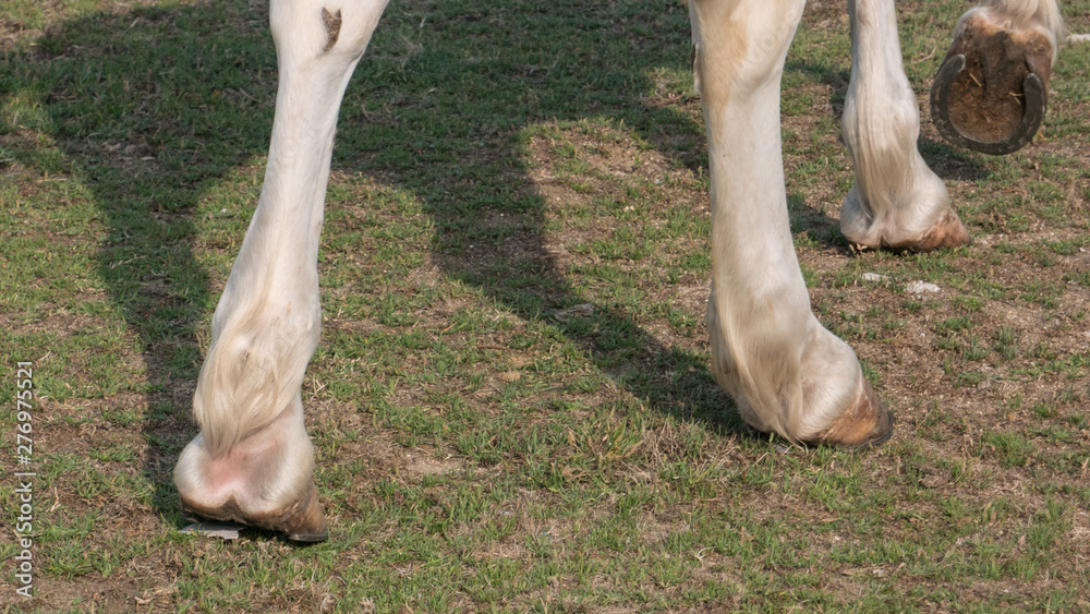 Feet and hooves of a white horse walking on grass Stock Photo | Adobe Stock