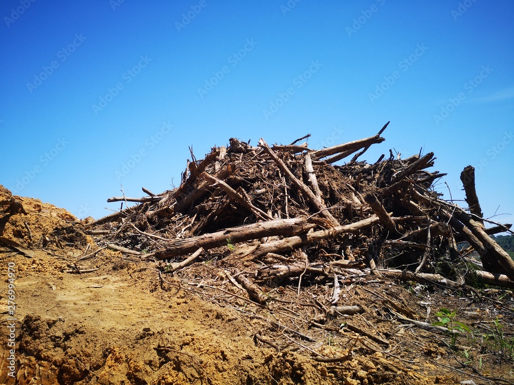 Abandoned cropped logs of alder trees on the highland of Penampang ...