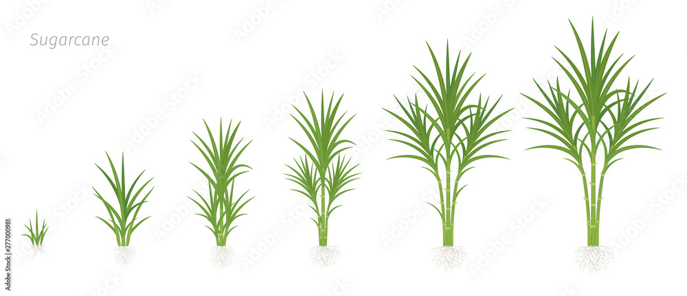 Crop stages of Sugarcane. Growing sugar cane plant used for sugar ...