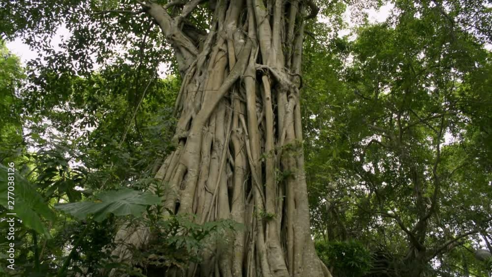 Large tree in tropical rain forest, Huge banyan tree is growing in ...