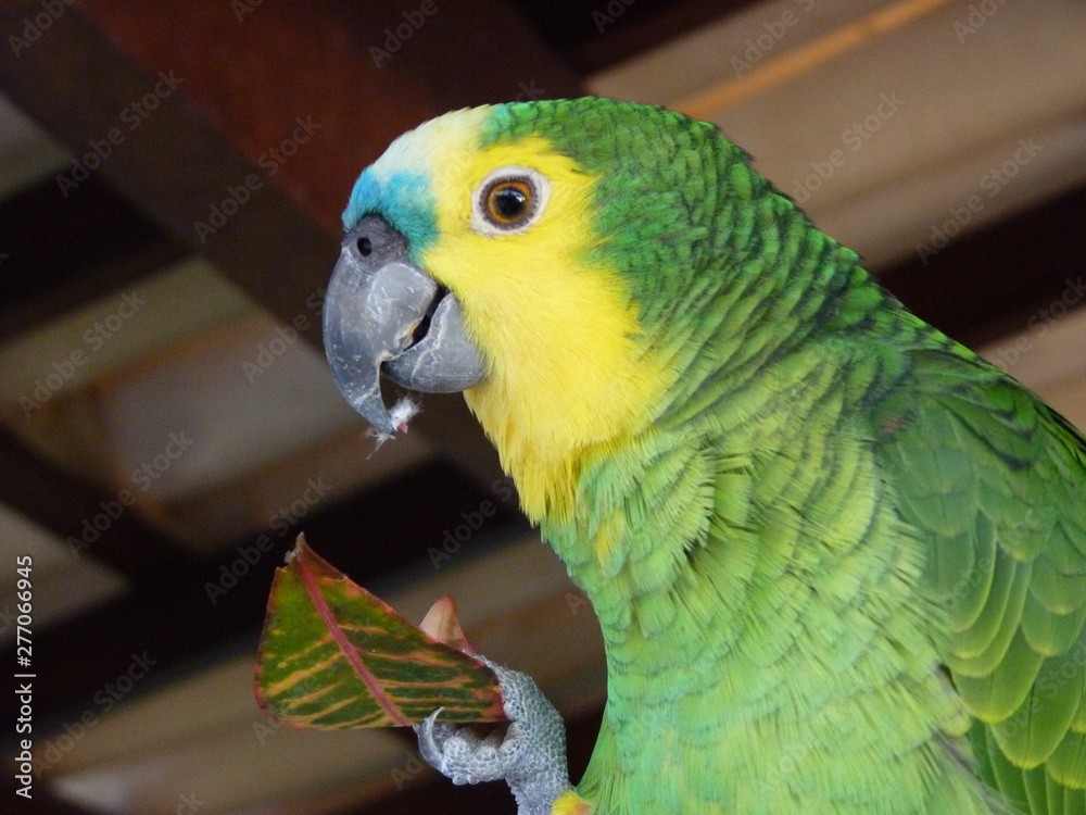 Amazona Aestiva (Papagaio-verdadeiro) Stock Photo | Adobe Stock