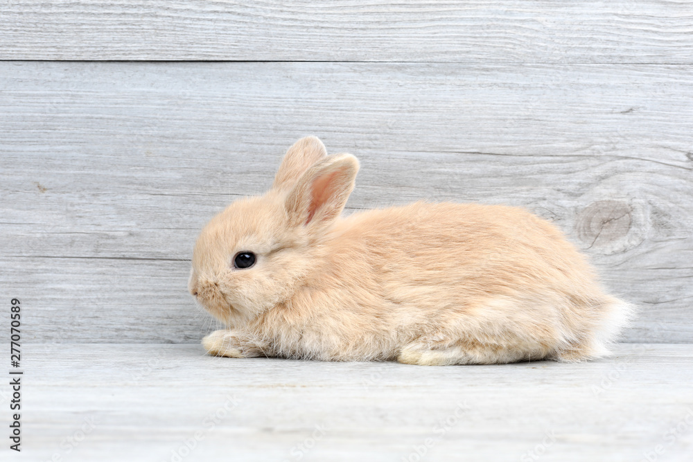 Cute Brown Rabbits