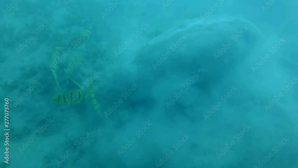 Portrait of Sea Cow (Dugong dugon) who greedily eats sea grass at ...