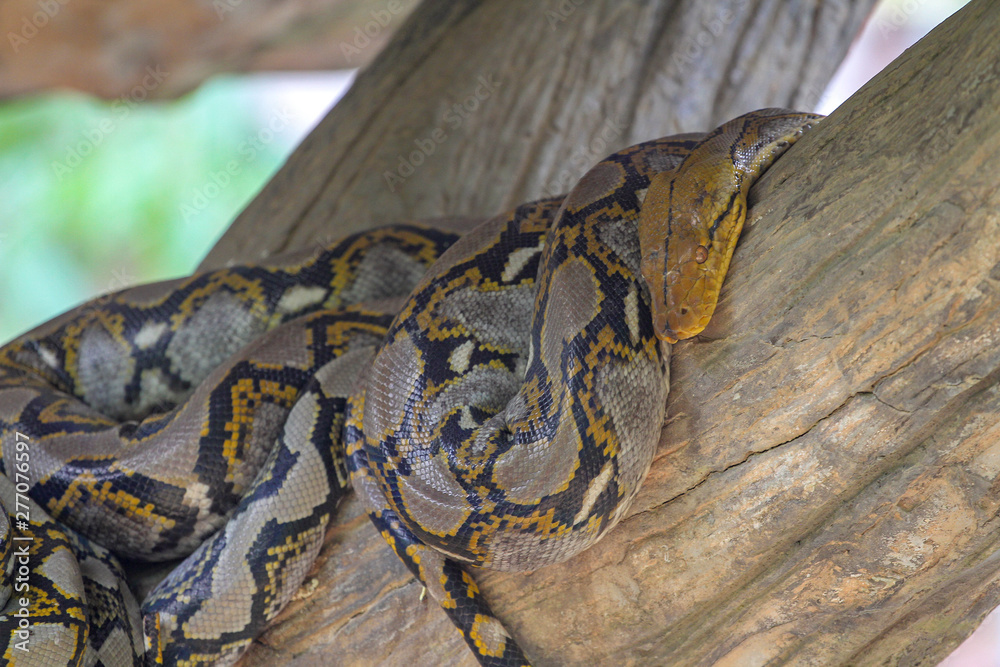Head burmese python in body on stick tree at thailand foto de Stock ...