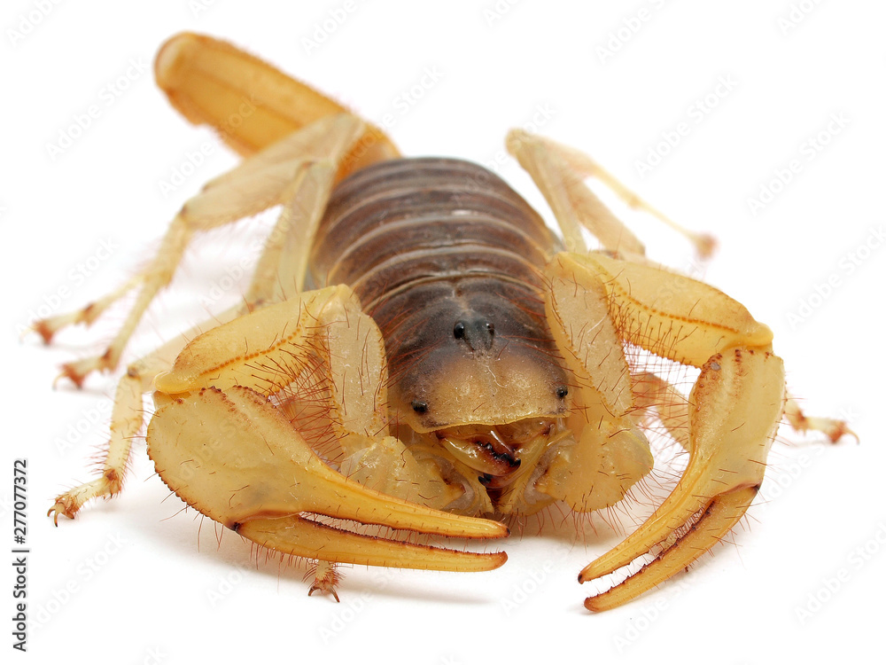 giant desert hairy scorpion, Hadrurus arizonensis, front view close-up ...