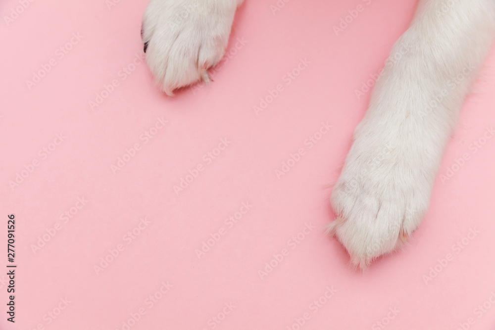 Why Are Puppies Paws Pink