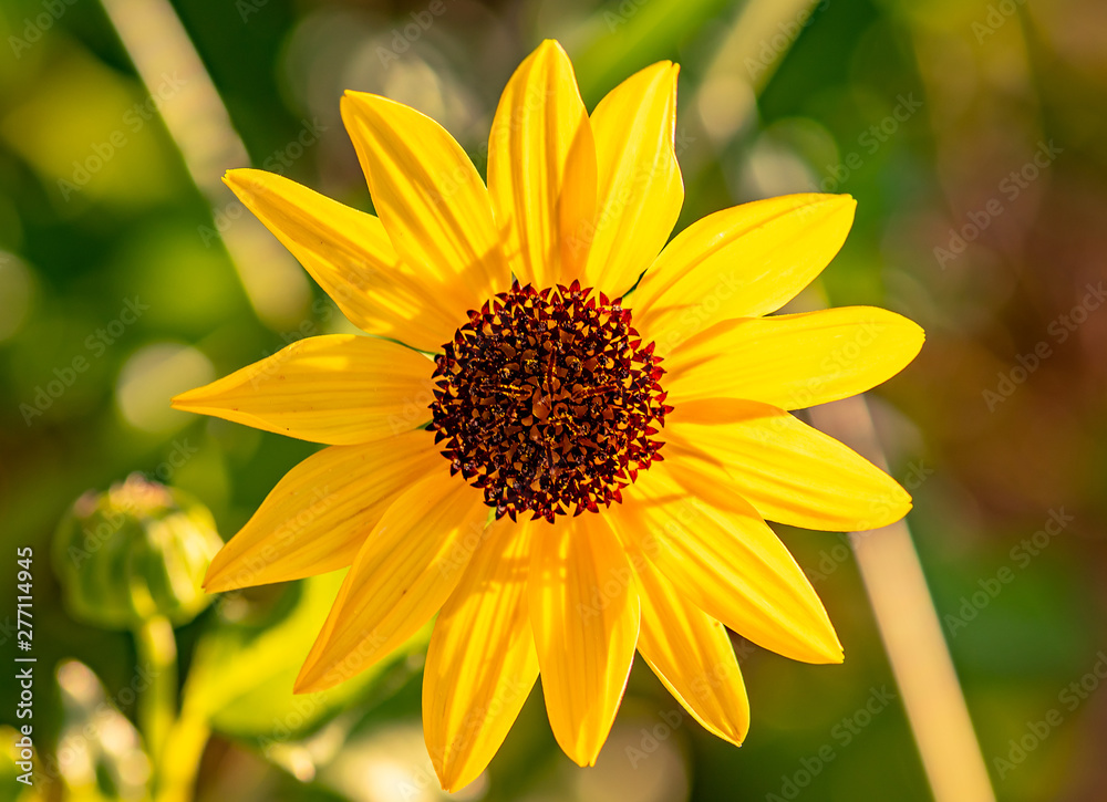 Bright yellow beach sunflower - native ground cover found along the ...