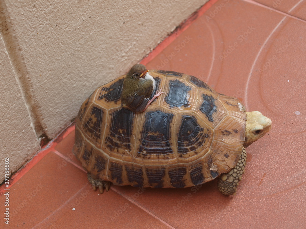 Nestling of little bird rides at the tortoise sitting at the carapace ...