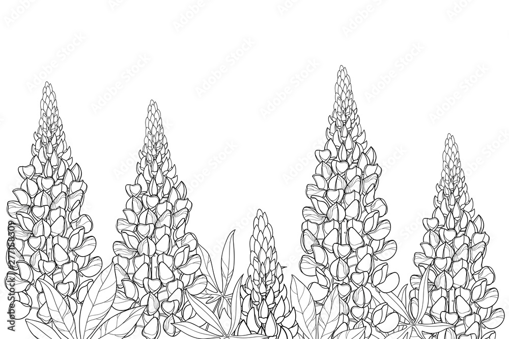 Bluebonnet Drawing Black And White