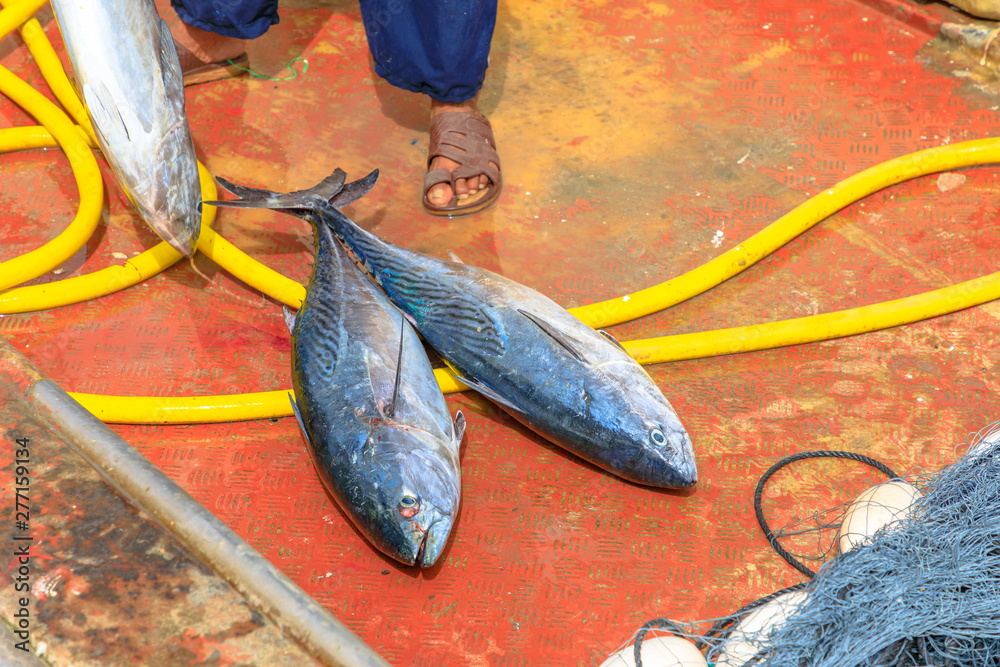Big fish shown on the bottom of a traditional dhow at port of Al Khor ...