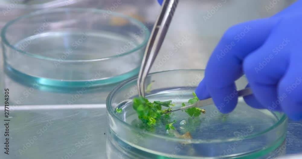 Cut the young plant with a scalpel into pieces in a Petri dish. Cloning ...