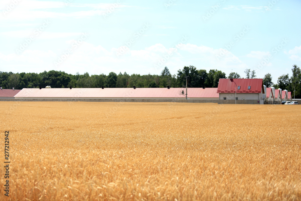 Foto de Piękne dojżałe pole przenicy i budynki przedsiębiorstwa ...