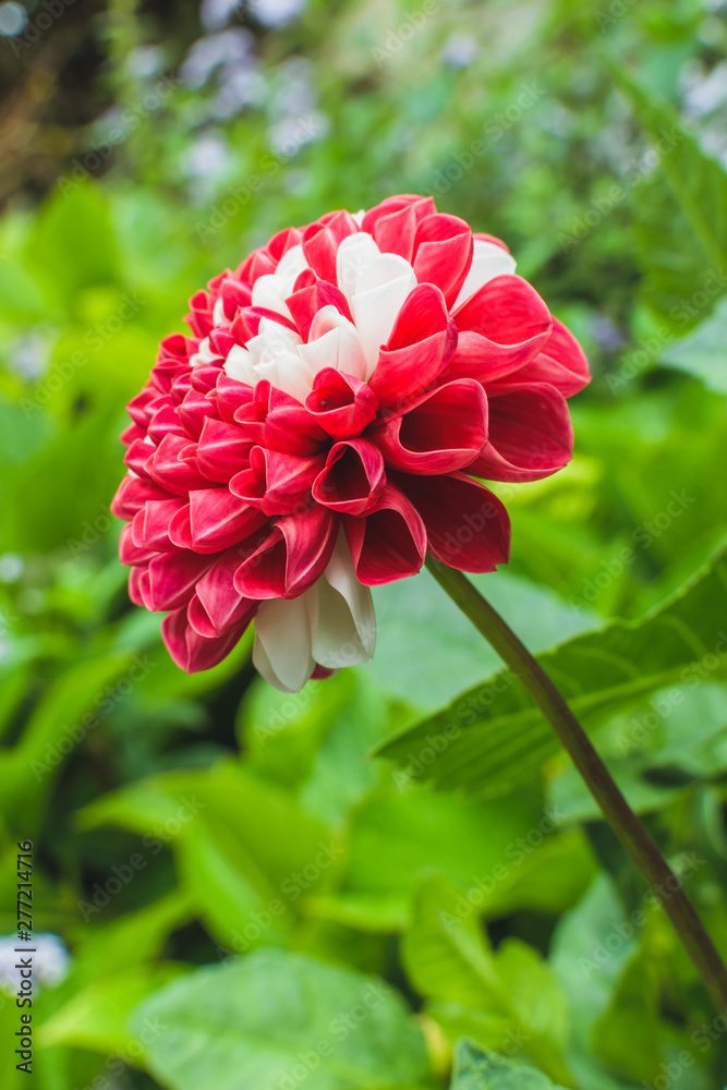 Mexico national flower, Dahlia in nature background Stock Photo | Adobe ...