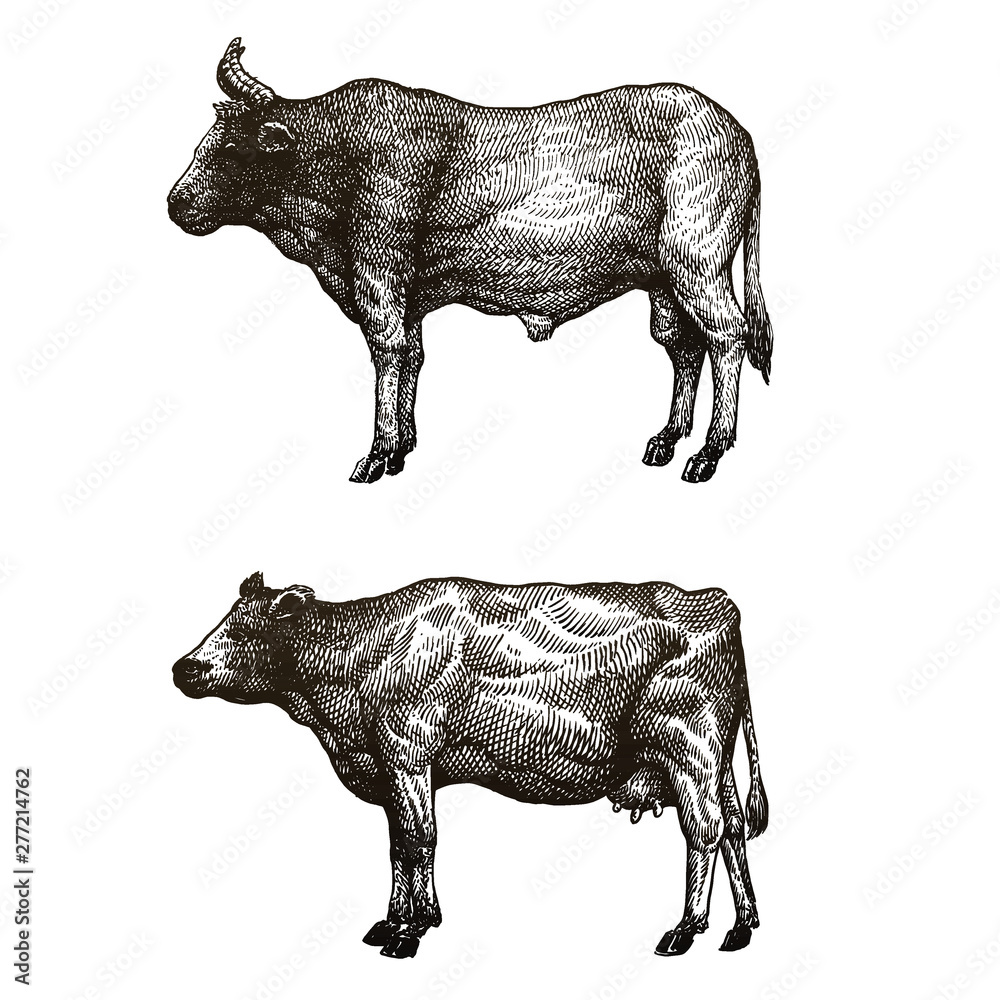 Cow hand drawing engraving style illustration Stock Vector | Adobe Stock