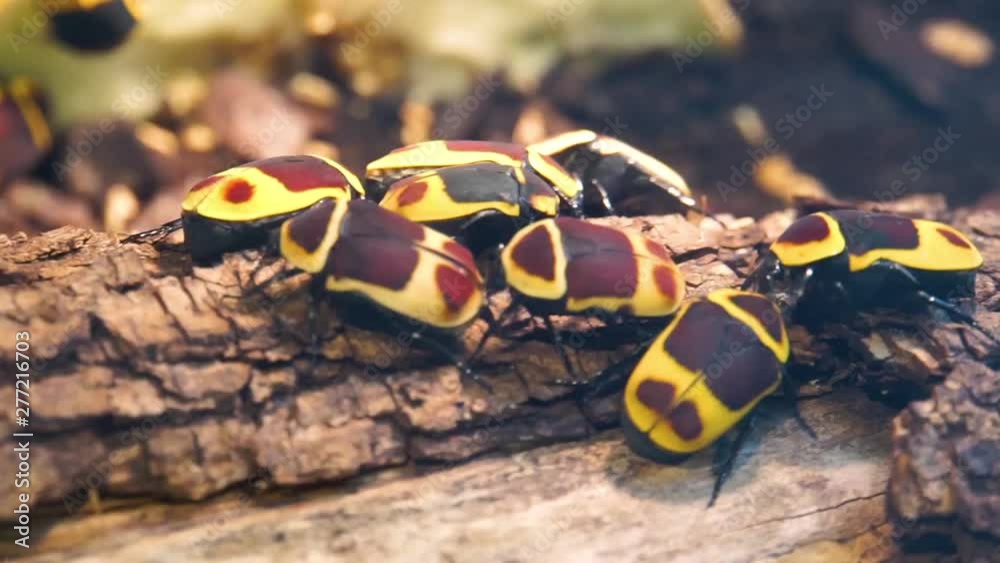 macro closeup of a group of sun beetles on a tree branch, tropical ...