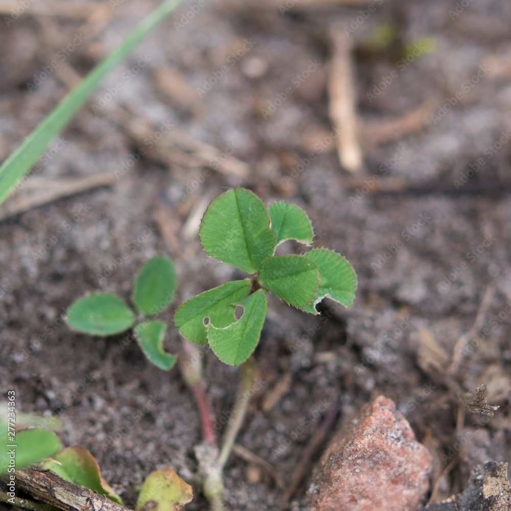 Sechsblättriges kleeblatt six-leaf clover 6 selten rare Vierblättriges ...