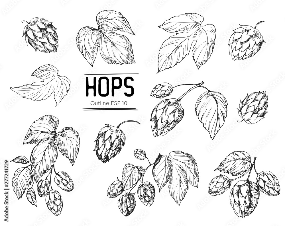 Sketch of a hop plant. Hop cones. Hand drawn illustration converted to ...