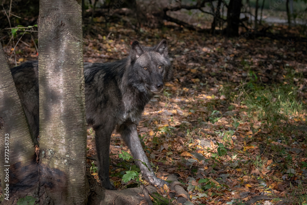 Beautiful black timber wolf cautiously peering around a tree with Fall ...