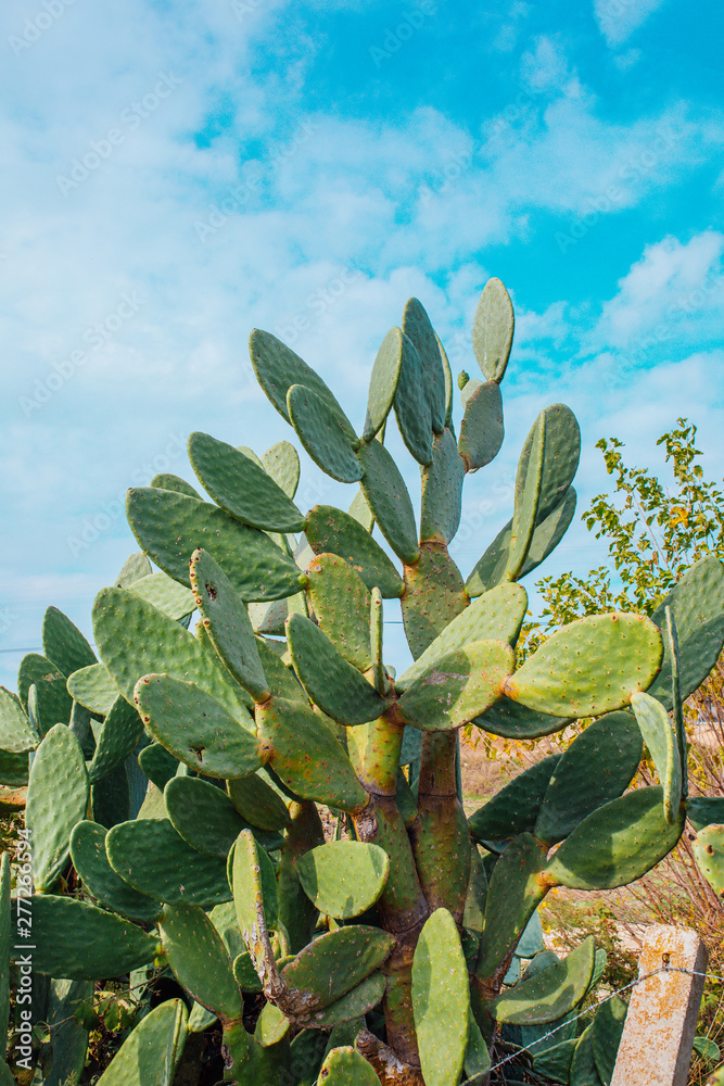 Tropical Cactus plant or tree with leaves. Green cactus leaves. Barbary ...