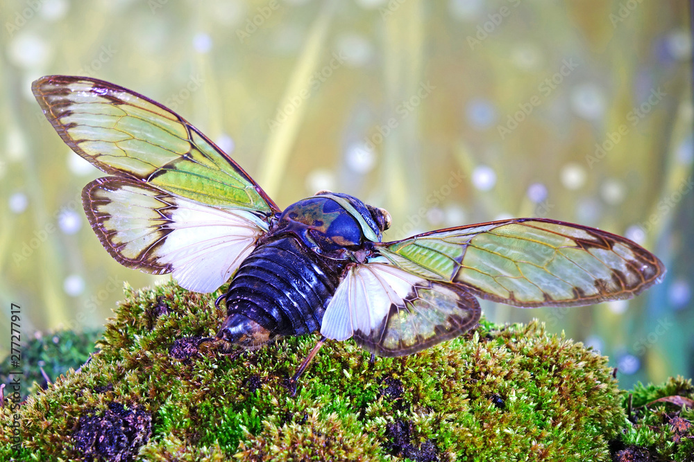 Cicadas : Odd green glasswing Alien head cicada (Salvazana mirabilis ...