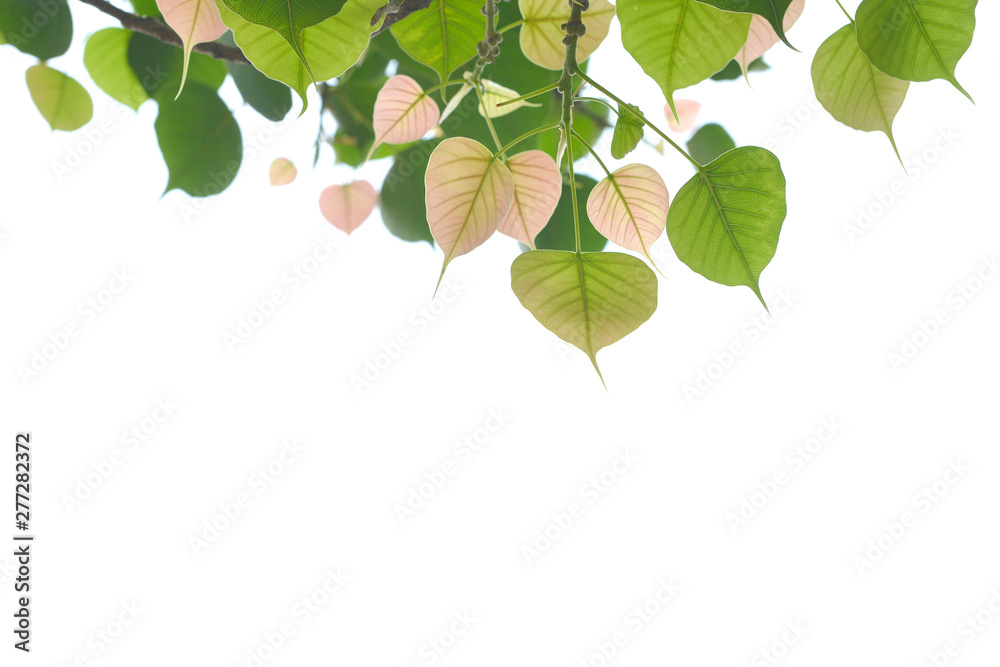 Bodhi leaves isolated on White background or Peepal Leaf from the Bodhi ...