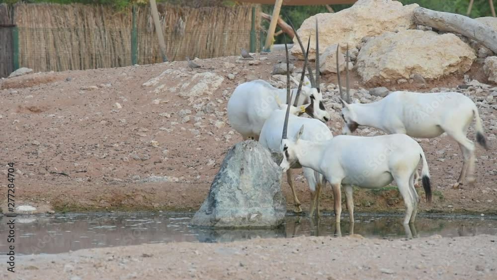 A group of Endangered Arabian or White Oryx (Oryx leucoryx) stands next ...