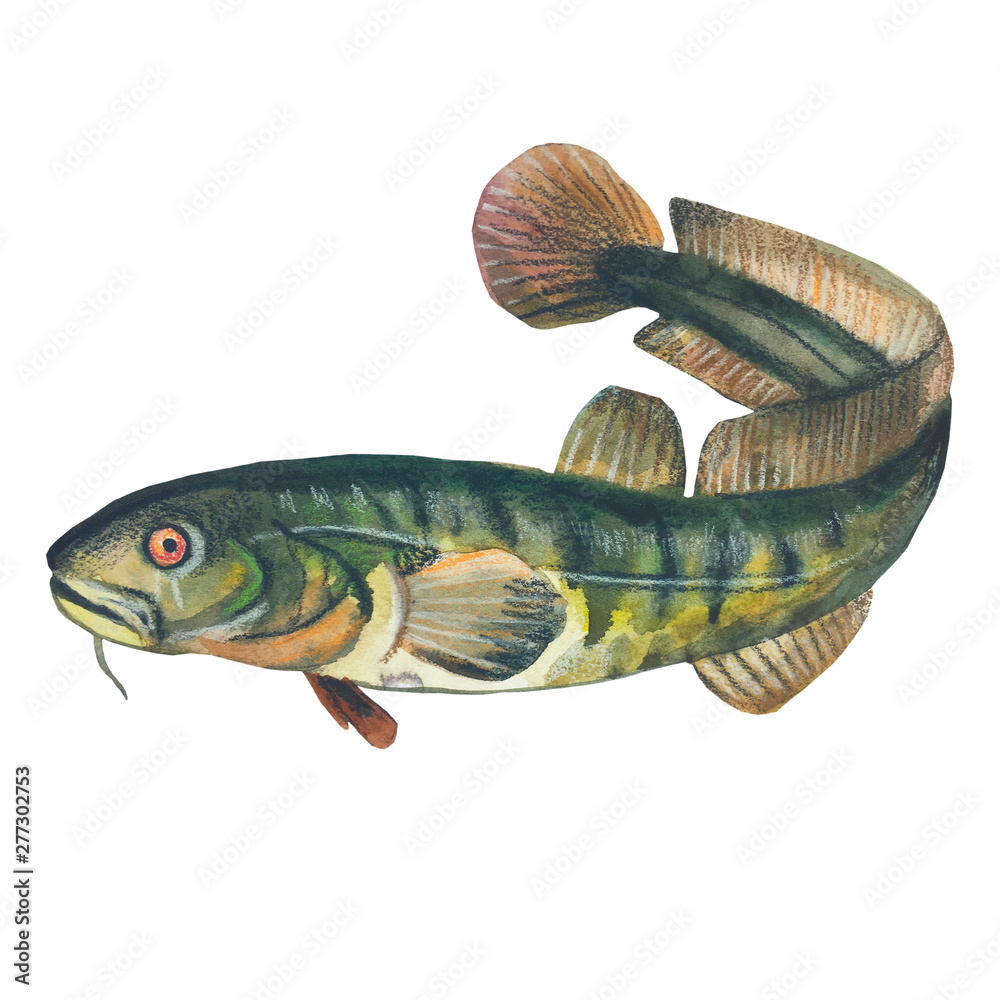 Watercolor painting. Handmade drawing. Isolated on white. Lota lota ...