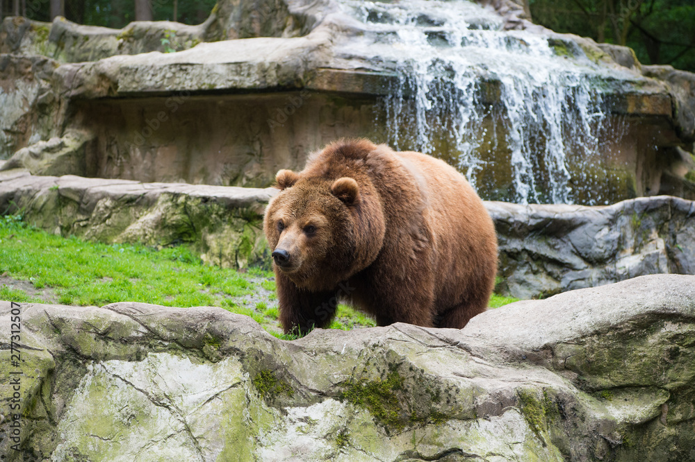 Save an animal today. Wild animal of the bear family in natural ...