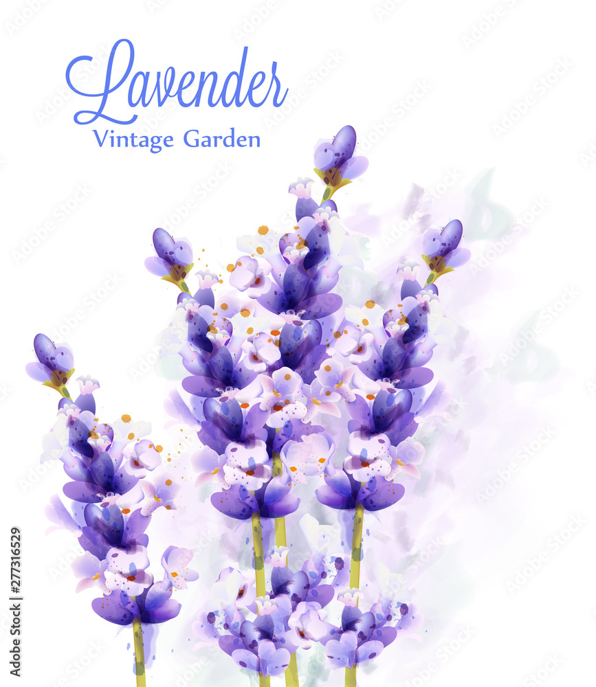 Lavender watercolor background Vector. Delicate floral bouquet on white ...