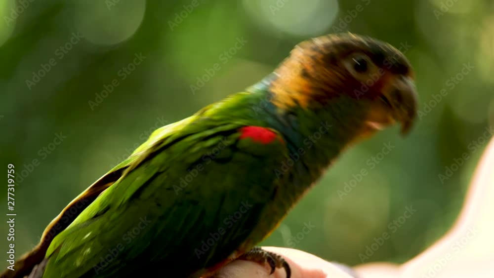 green parrot sitting on human hand and head free fly parrot sitting on ...