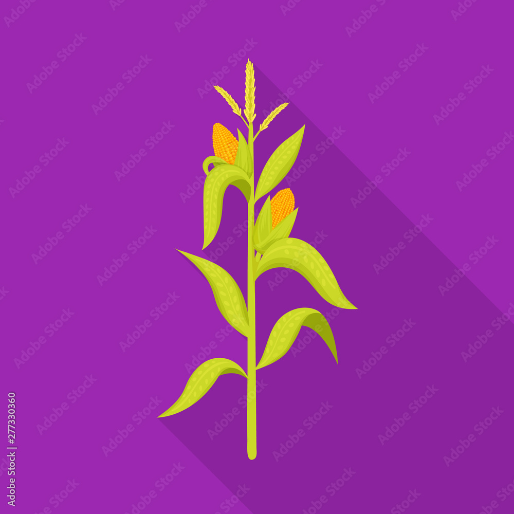 Vector illustration of corn and stalk sign. Set of corn and field stock ...