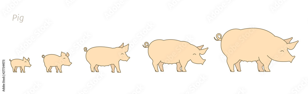 Pig farm. Breeding pigs set. Stages of pig growth. Pork production. Cattle raising. Piglet grow ...